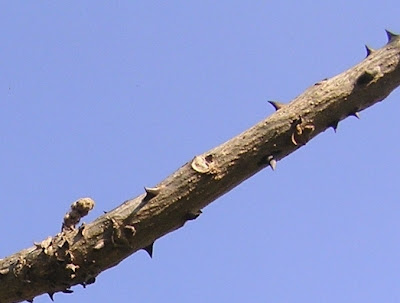 Rwanda on the Wing: If truffula trees were real...