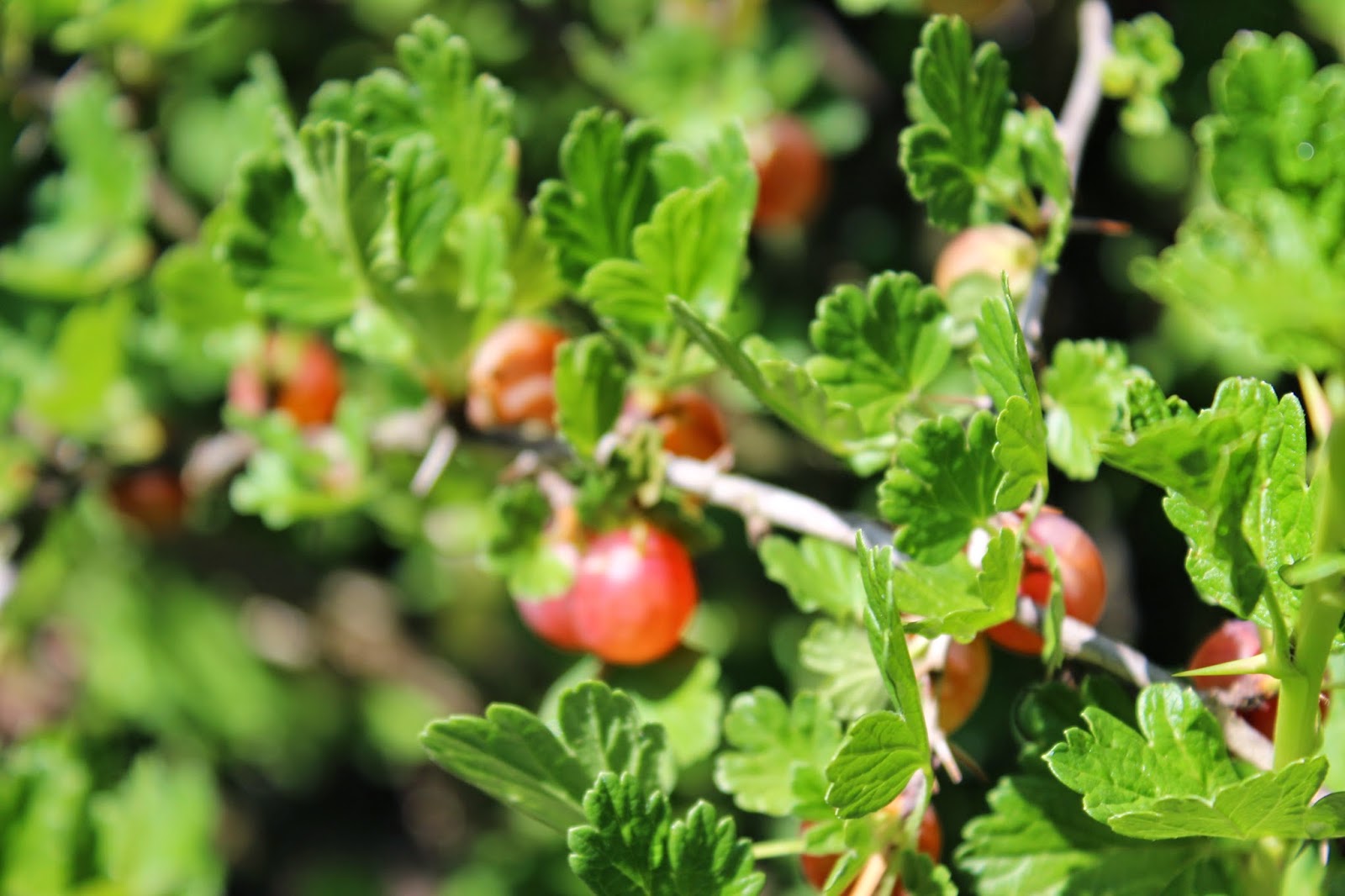 Groseillier à maquereau