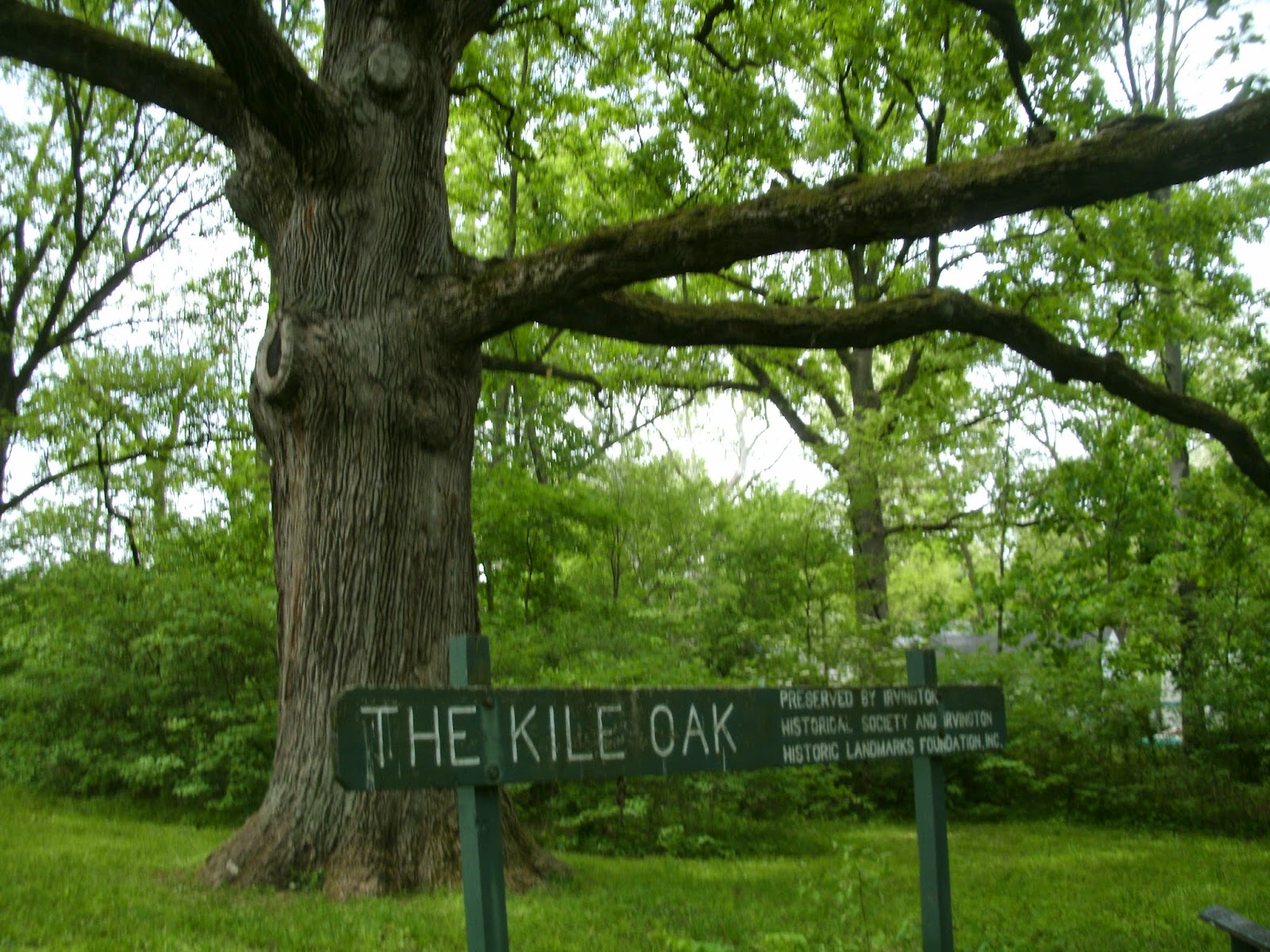 Lafayette Reporter: The Kile Oak