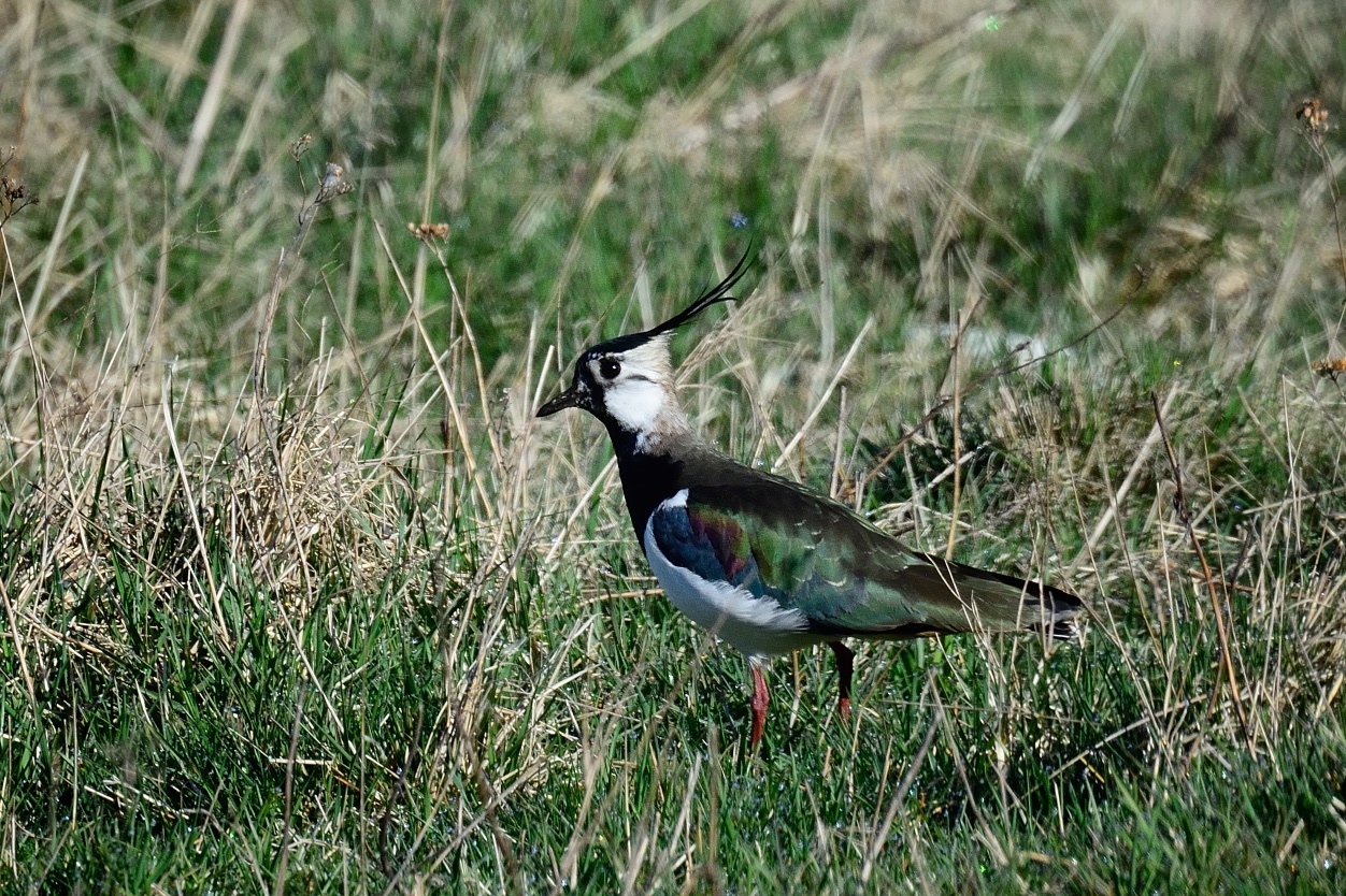 Knuts fugleblogg: Vipe (Vanellus vanellus)