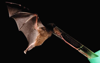Bat Facts: Megabats (suborder Megachiroptera)