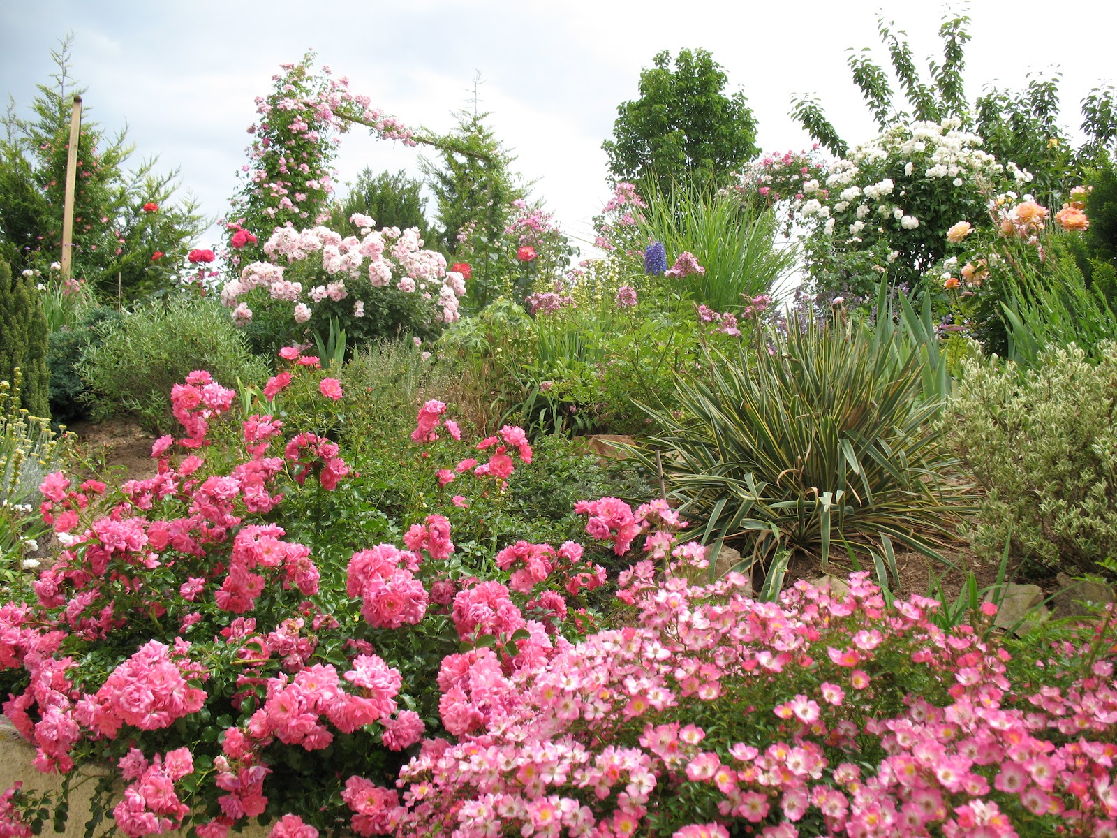 Rose Flower Garden - Flower HD Wallpapers, Images, PIctures, Tattoos ...