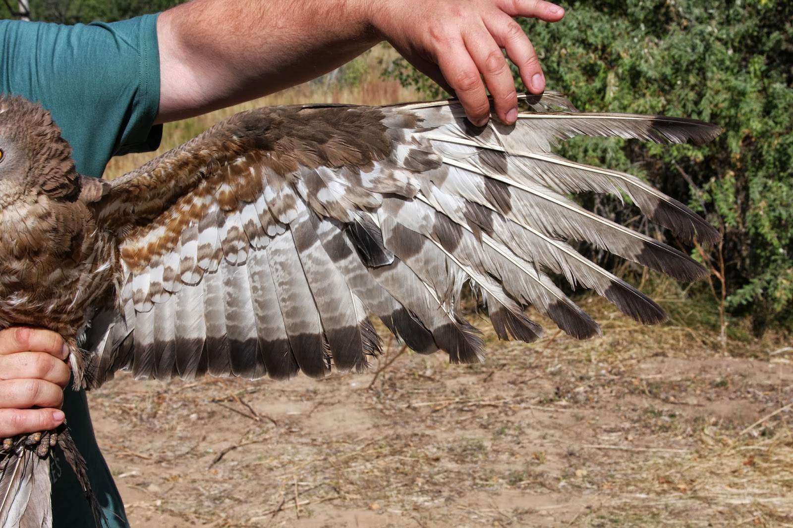 Chokpak and Lake Kyzylkol: Kazakhstan - Bird Ringing September 2013 ...