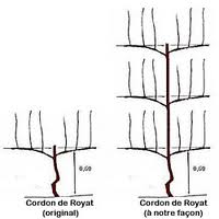 Fratelli del Vino: Weetjes