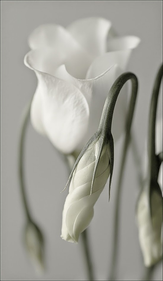 White Bud ~ Photos Hub