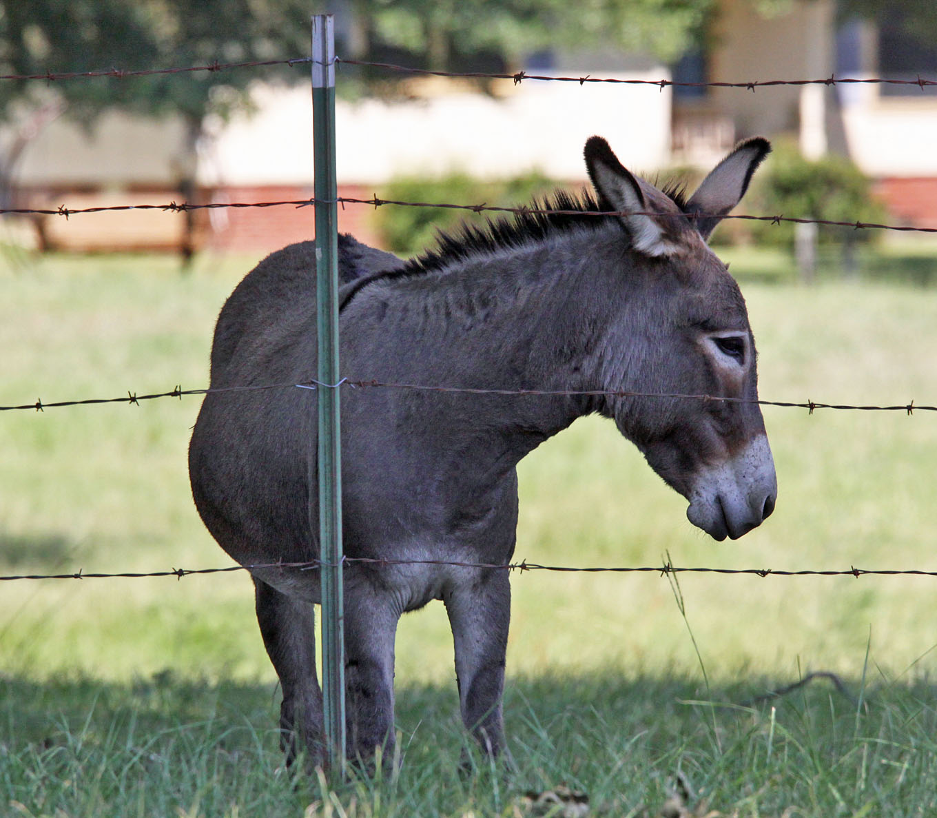 Southern Lagniappe: Donkeys