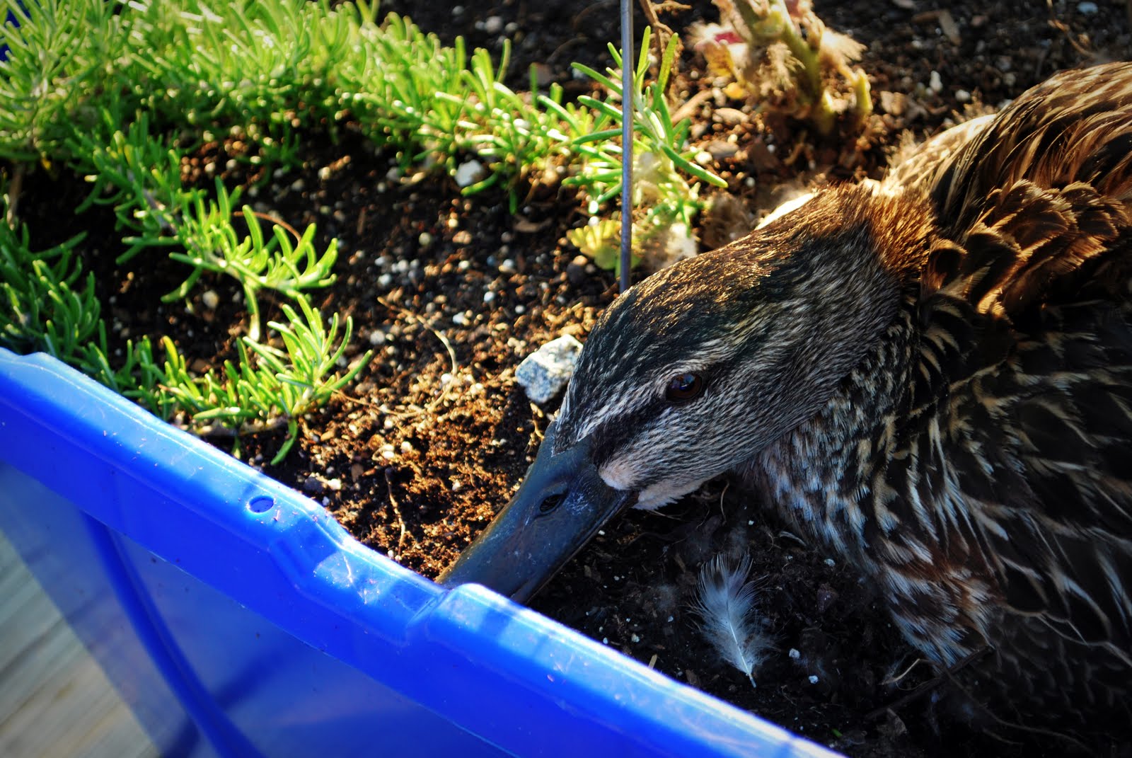 Zach Aboard: spoiled rotten duck