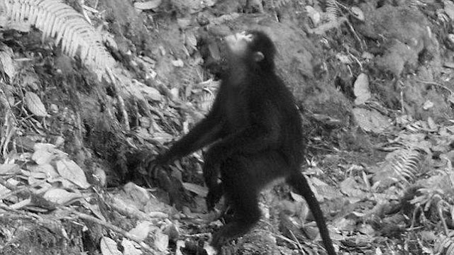 Cara chata: primeras imágenes del primate de Birmania : DESDE LA ...