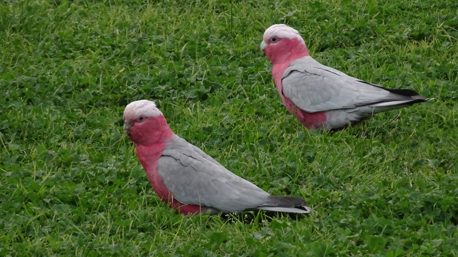 MAP: BIRDS IN THE DAREBIN PARKLANDS
