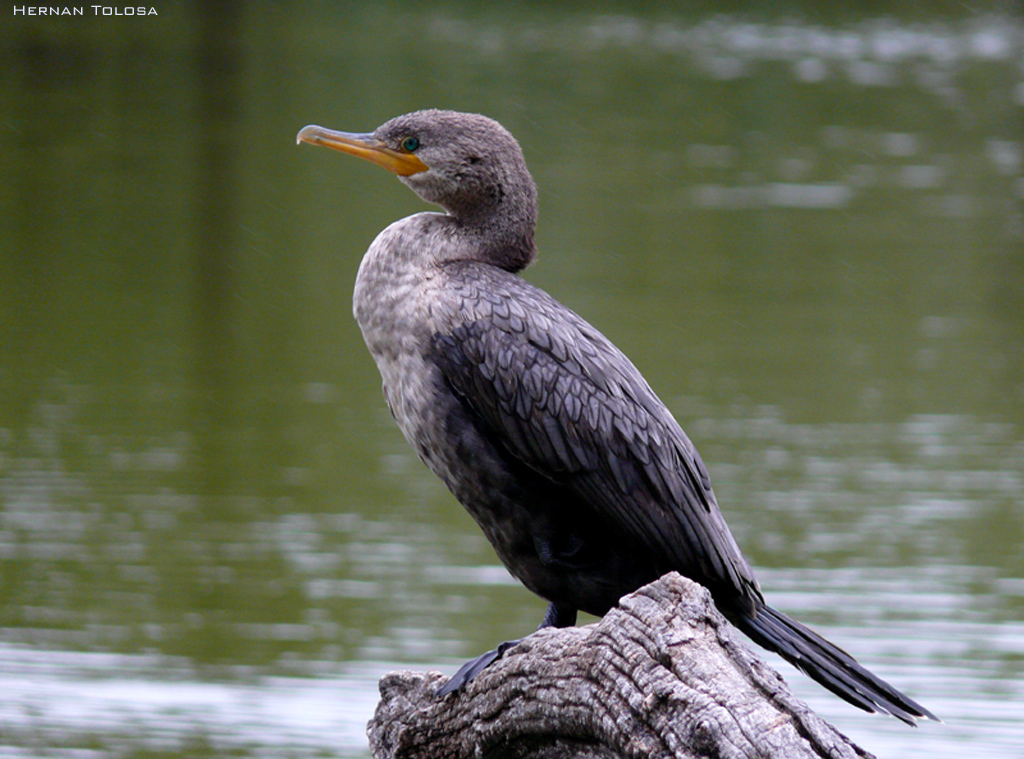 Aves de Argentina: Biguá (Phalacrocorax brasilianus)