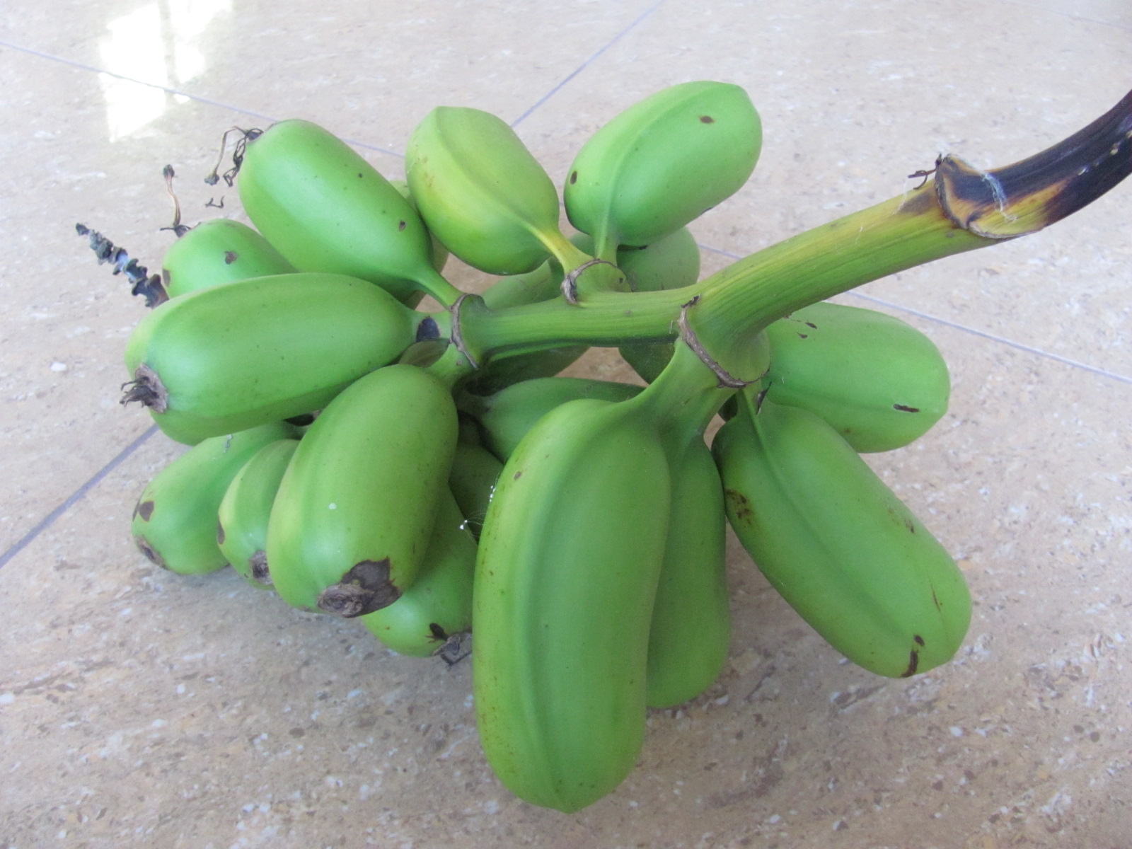 pulchra plantae: Banana- Musa species