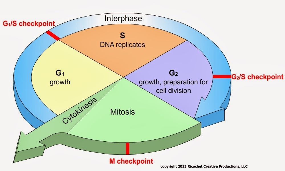 AS Biology: Mitosis and the cell cycle. DNA is replicated and this ...
