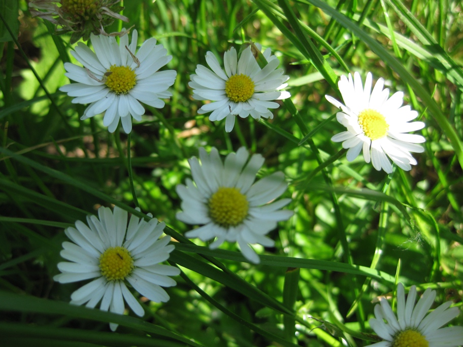 Il Giardino della Terra: MARGHERITINA