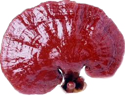 Hongo Ganoderma Lucidum