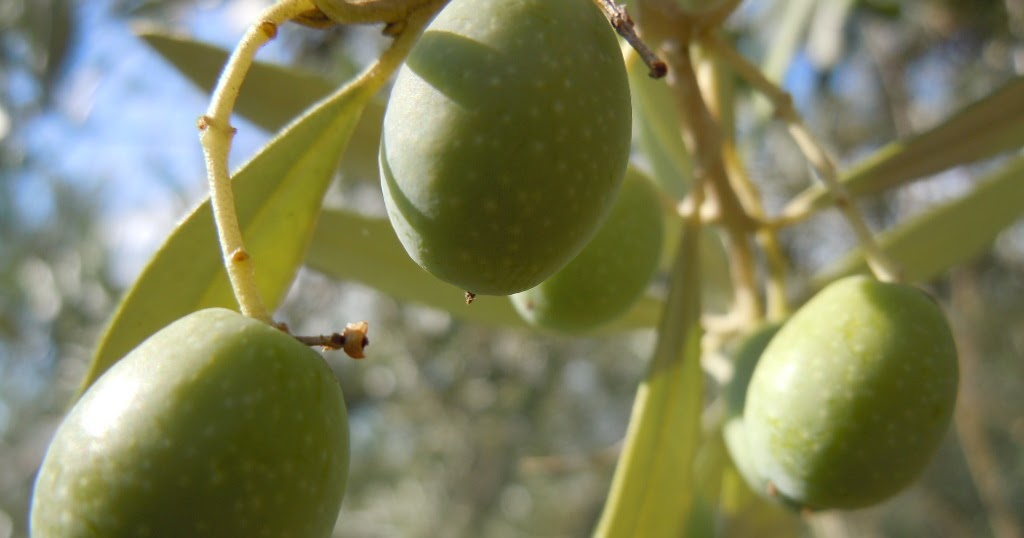 Rome Cooking Classes: Olive Oil Touring in Sabina