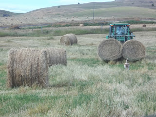Nelson Ranch: July/Aug Rodeo and Hay Making Season