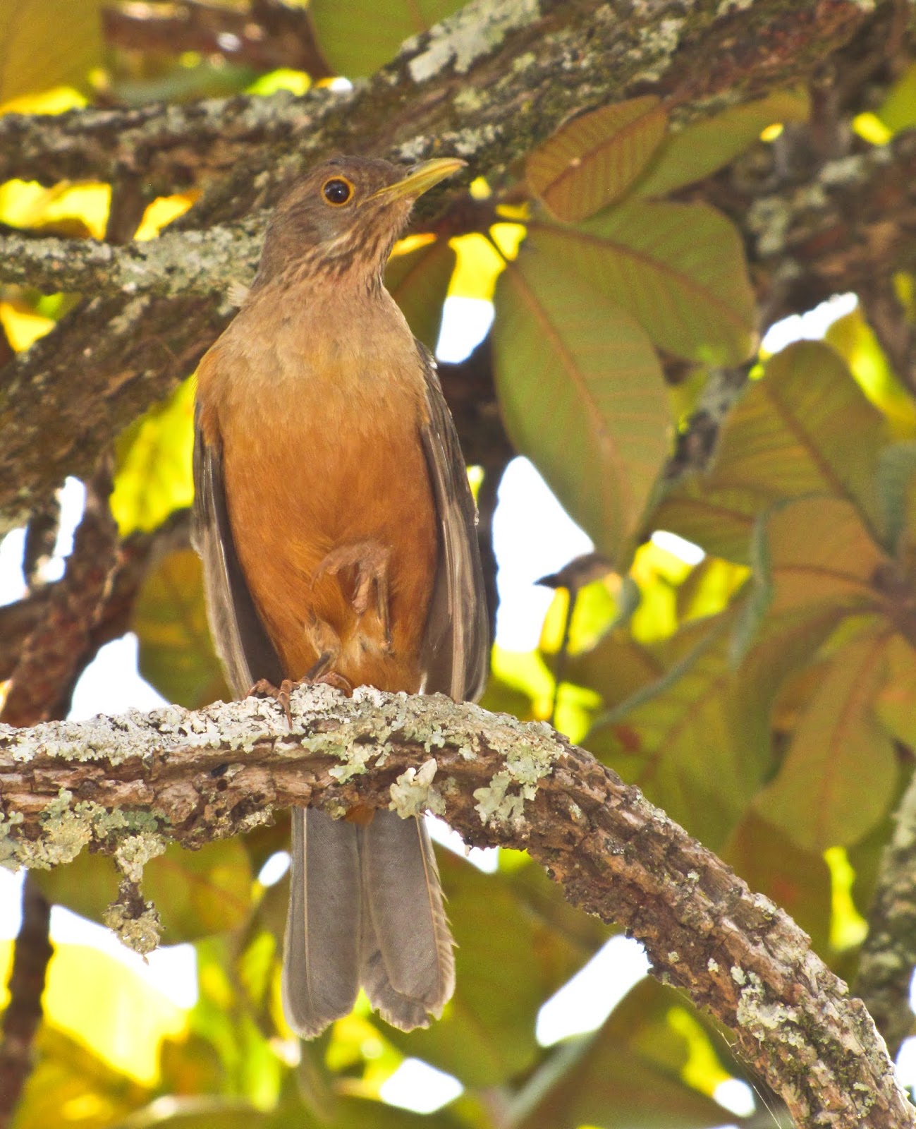 Aves do Cerrado Goiano