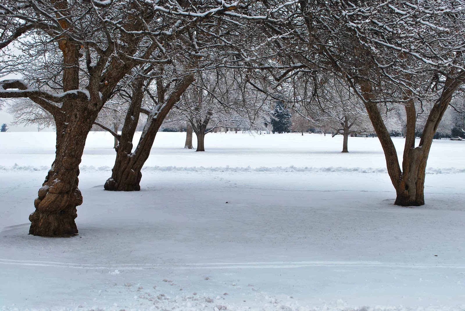 ARTS&FOOD®™: The Winter of Discontent is also Beautiful! A Photo Essay ...