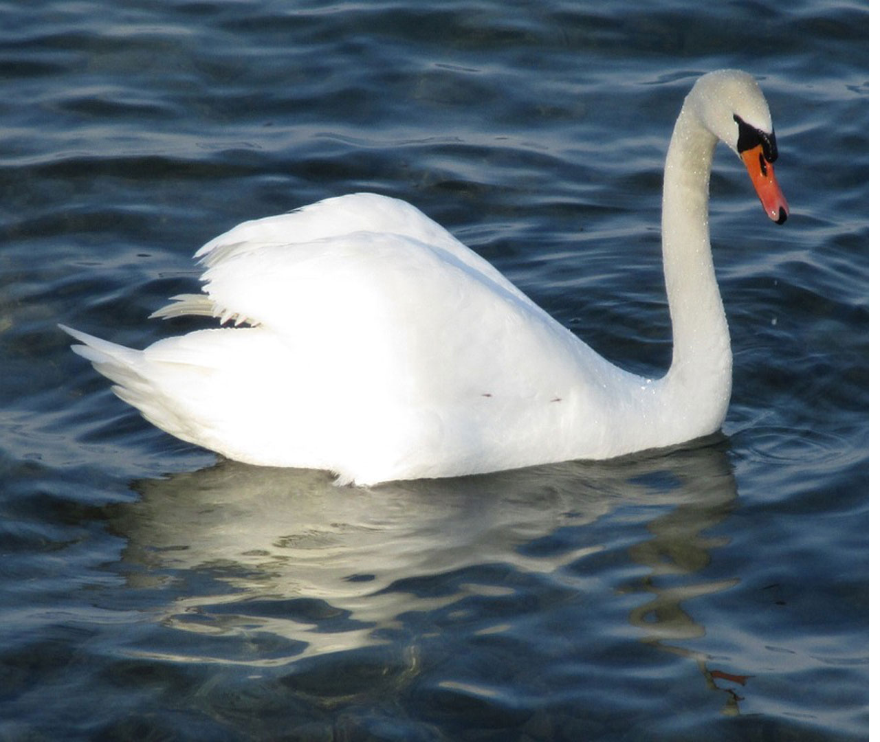 Swan A Symbol Of Love And Fidelity Strang Facts About Swan