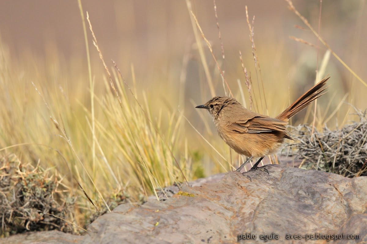 mis fotos de aves: Asthenes modesta Canastero Pálido Cordilleran Canastero