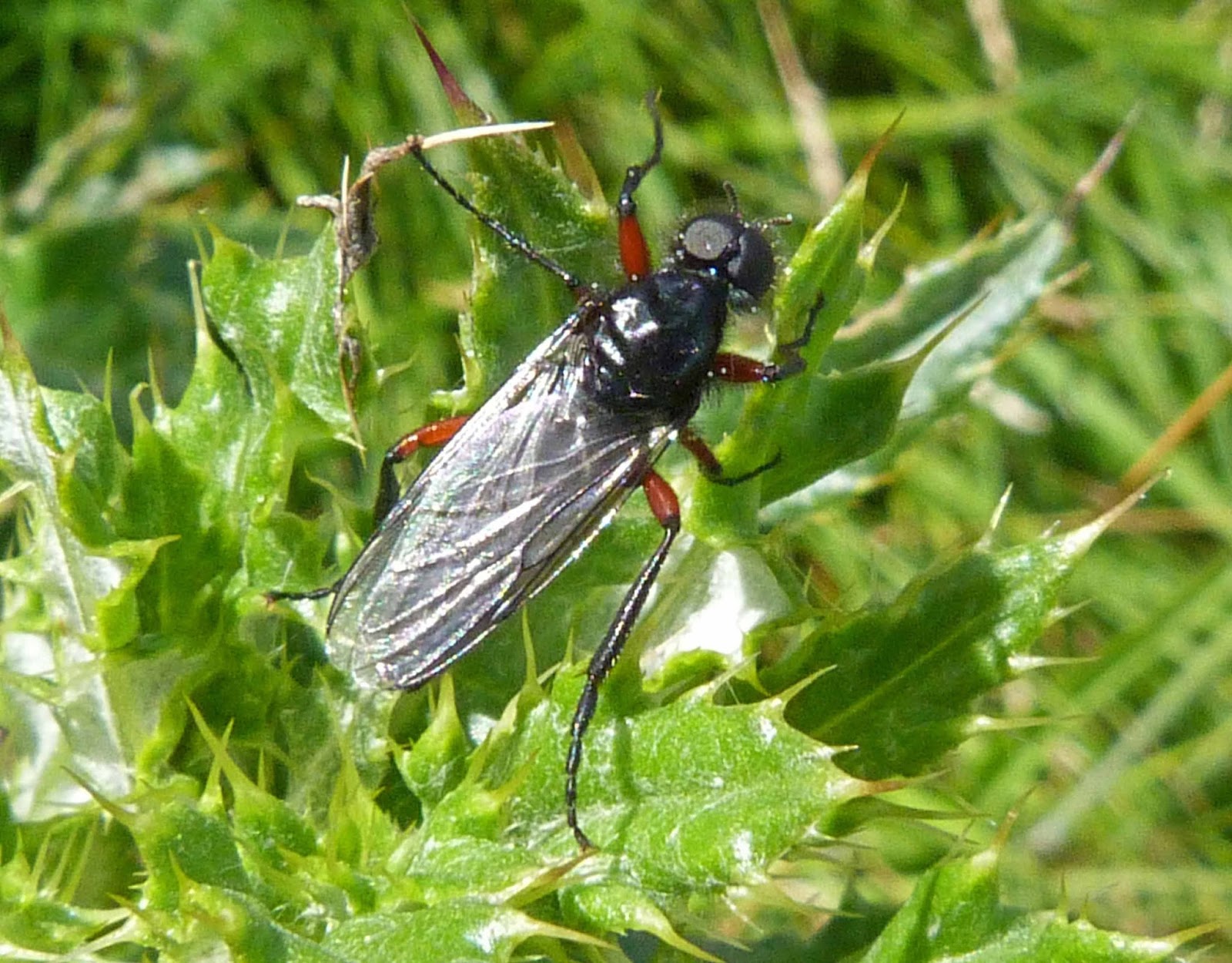 Insects of Scotland: Other Flies/Picture-wing Flies
