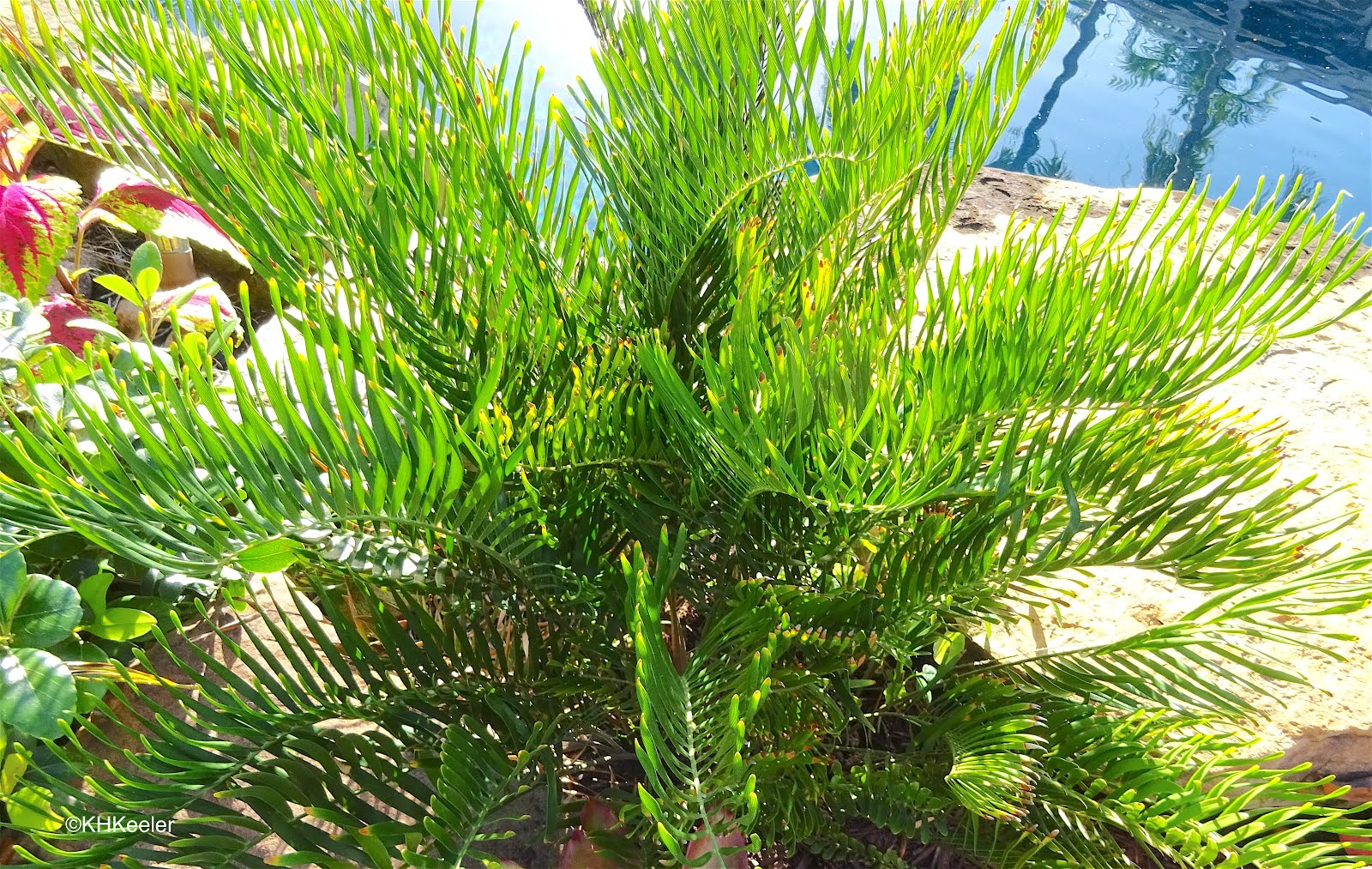 A Wandering Botanist: Visiting Native South Florida