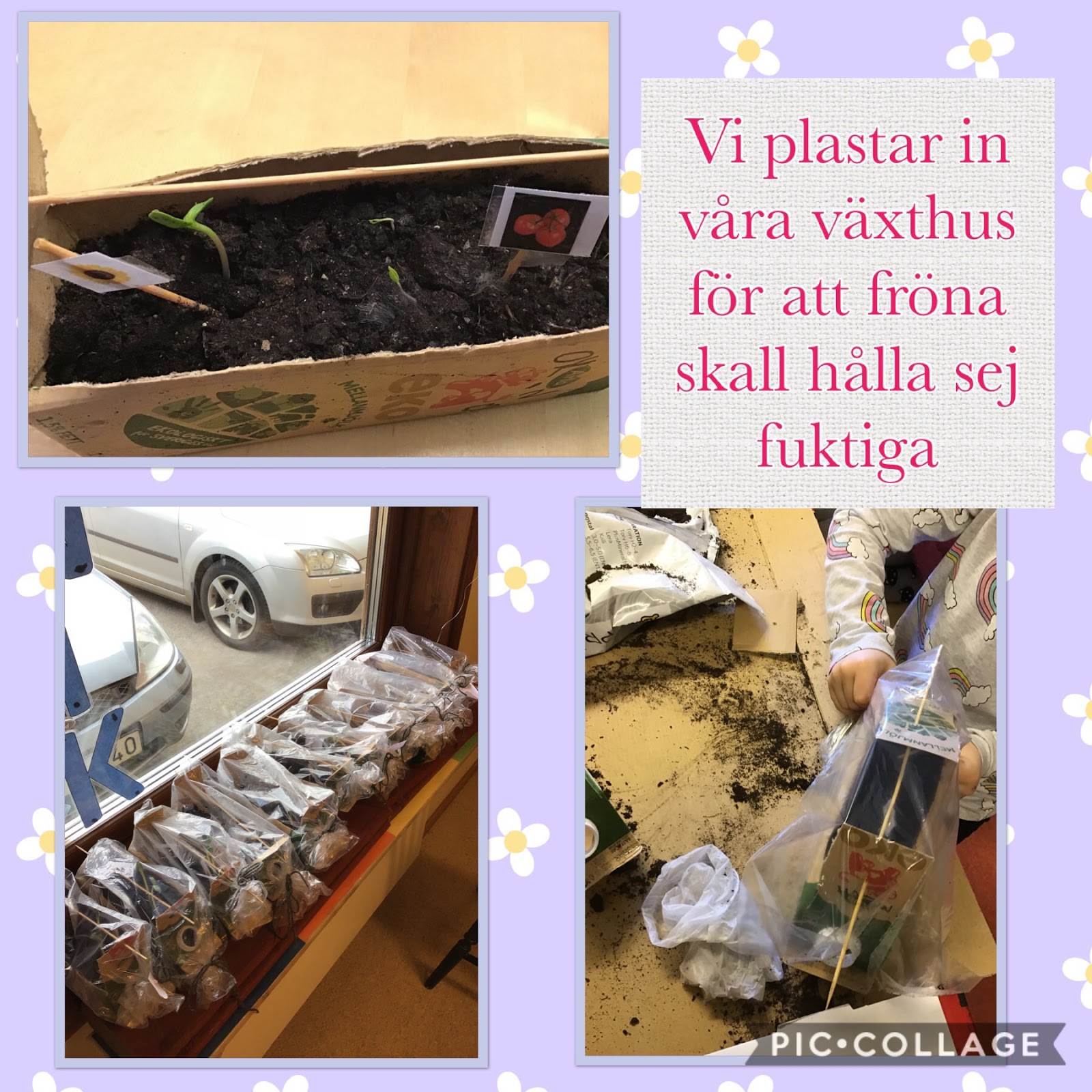 Nygårds förskola: Plantering