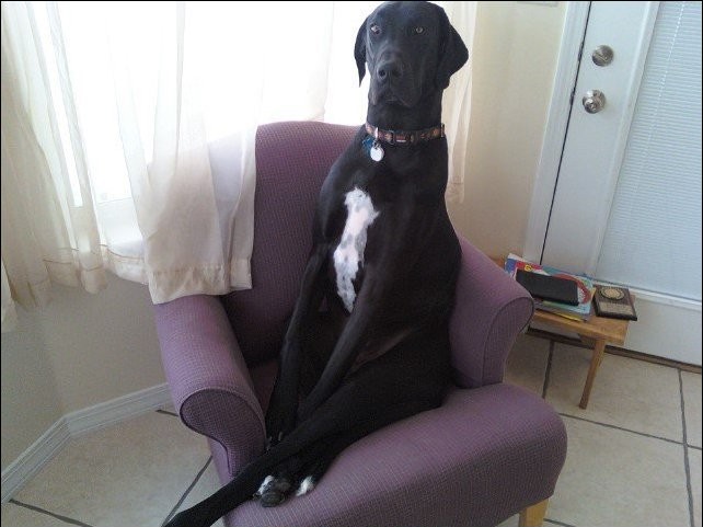 30 animals sitting like humans (30 pics) | Amazing Creatures
