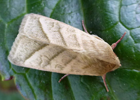 Variety of Life: Heliothis