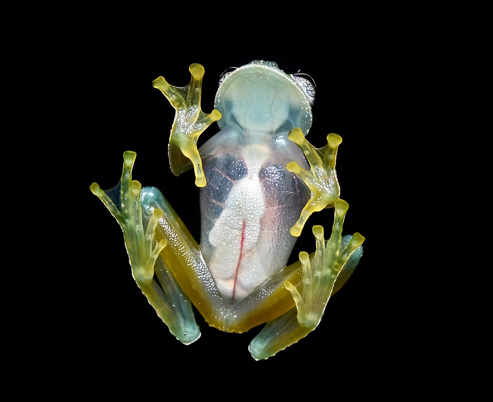 Fieggentrio: Bizarre, gekke, vreemde en bijzondere dieren.