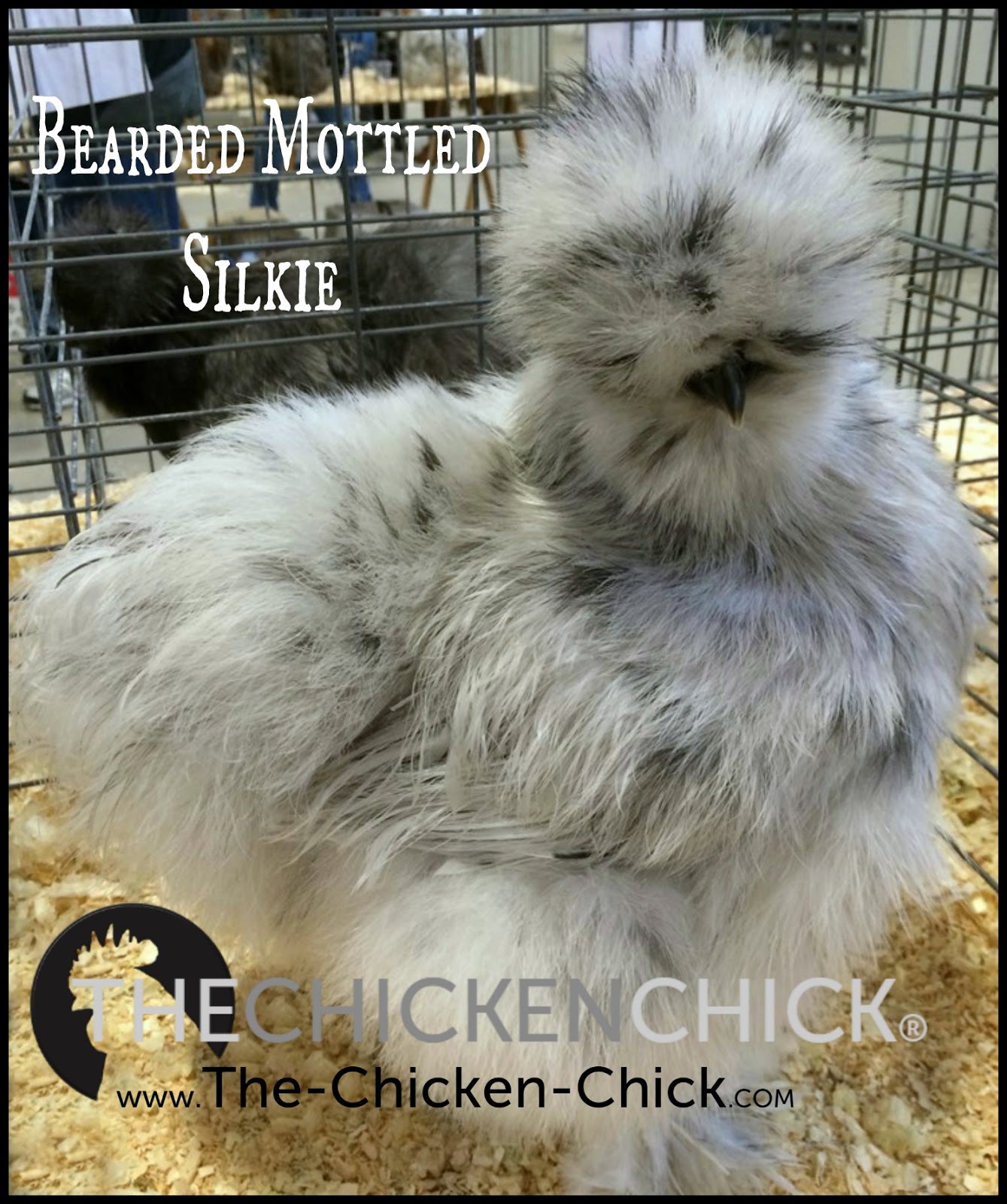 Tips For The Help Of Crested Chicken Breeds