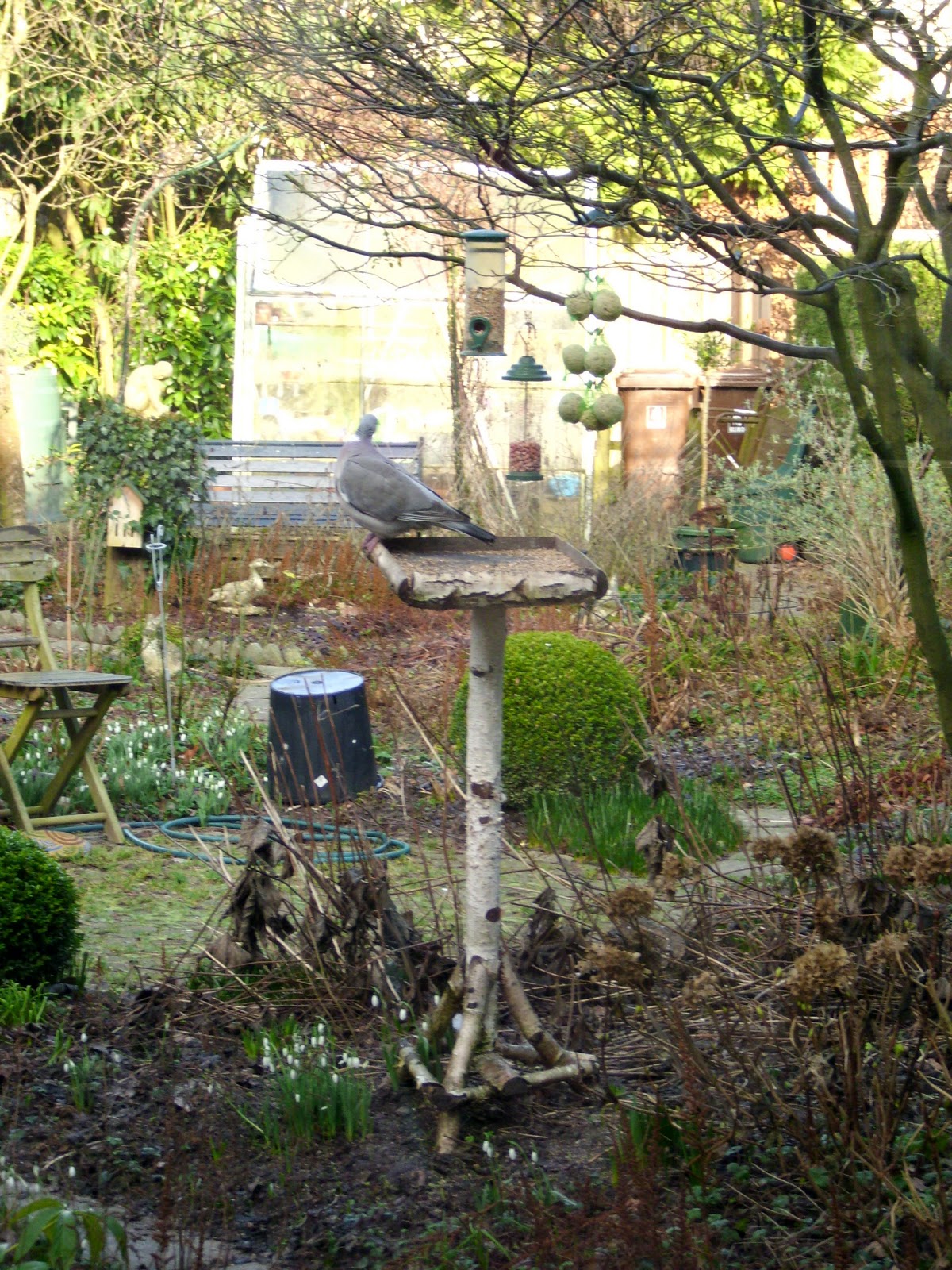 Sunshine and Shadow: Sneeuwklokjes in een kale tuin.