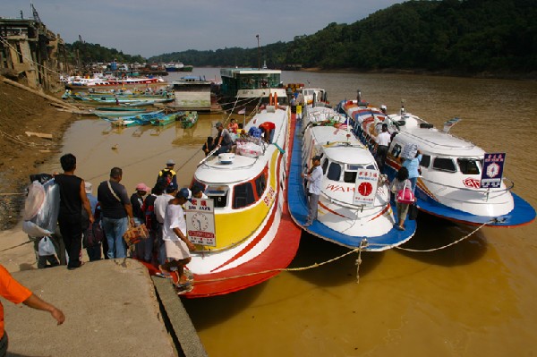 Paku Midin: Things to do in Kapit Sarawak