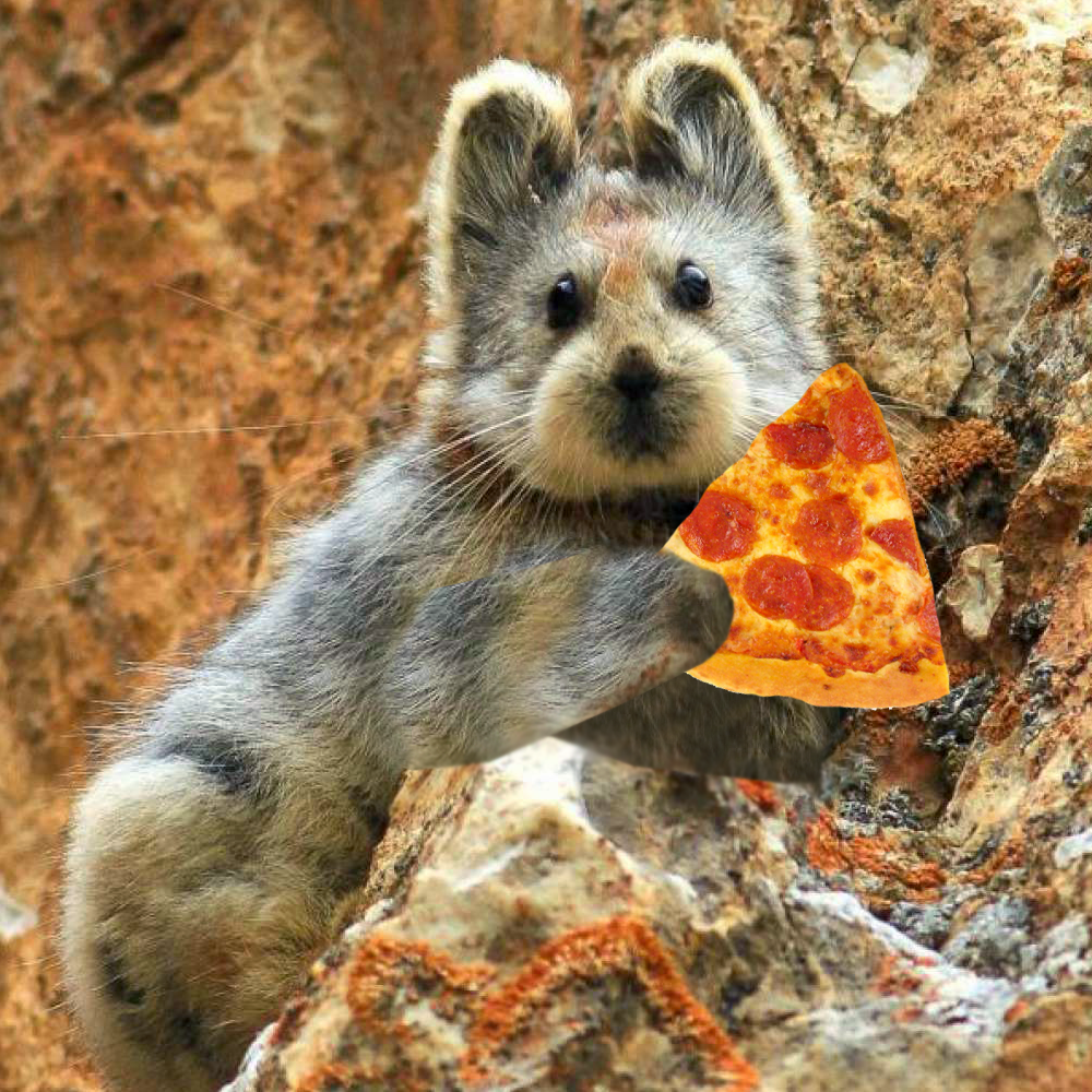 Kineski magični zec ( Ili pika ): Ima ih samo 30 na svijetu, najslađa ...