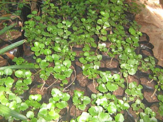 Montana Pretoria Nursery Breedt Street Blog: Senecio Tamoides