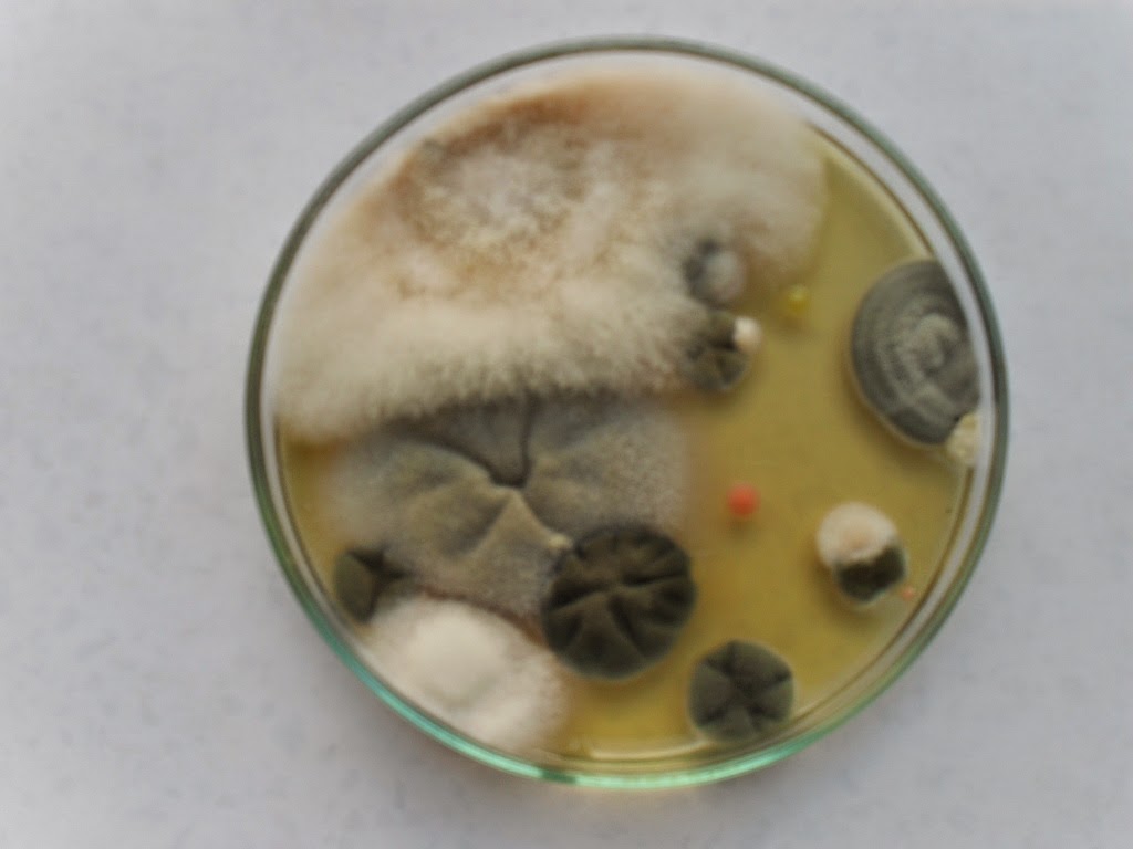 Reinos Biológicos: Reino Fungi