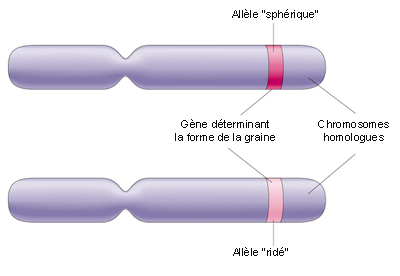 Biology Quiz Words: Evidence of Evolution