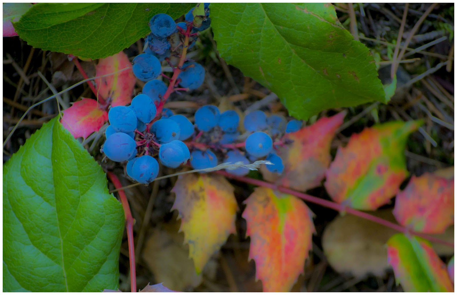 Maple Leaves and Comfort Tea: Huckleberries, Arbutus and Oregon Grape...