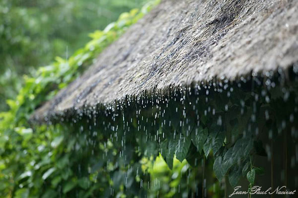 Natural scenery of bangladesh: Rainy season of Bangladesh