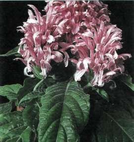 Best Flower's Care: JACOBINIA