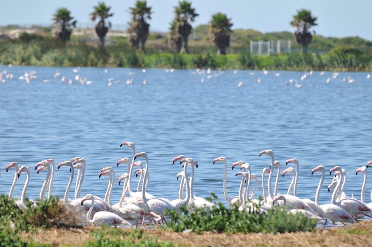 Southern Africa's Ramsar Sites: Pictures of False Bay Nature Reserve (SA)