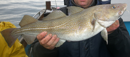 Fish Identification: Atlantic Cod (Gadus morhua)