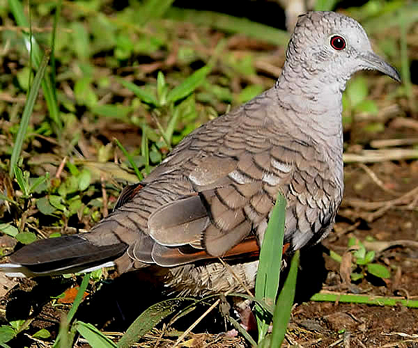 Bellas Aves de El Salvador: Columbina inca (tortolita, palomita inca)