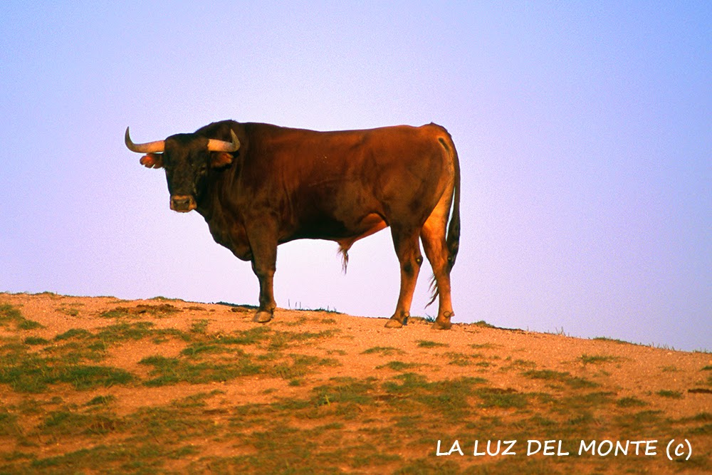 la luz del monte: DOCE MESES CON LOS TOROS BRAVOS.