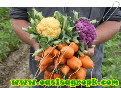 Pesticides and Vegetable Disease Control|Oasis Agro Industries Pakistan