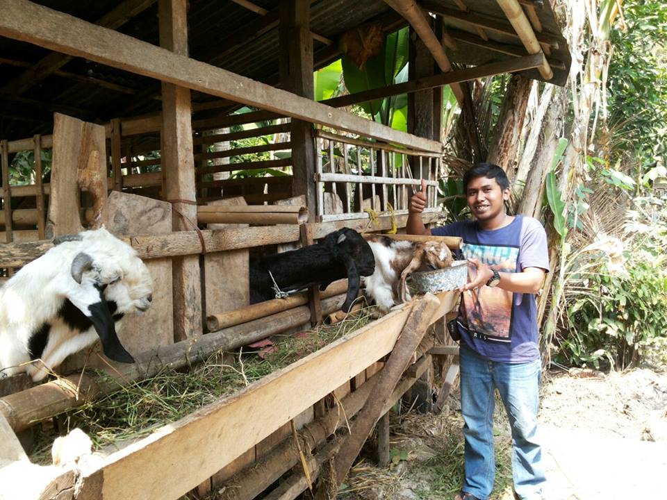 Panduan Cara Budidaya Kambing atau Domba Pedaging Cepat Gemuk - Vitamin ...