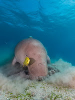 Penemuan Fosil Sapi Laut Berusia 12 Juta Tahun - KIMIATIP | Halaman Statis