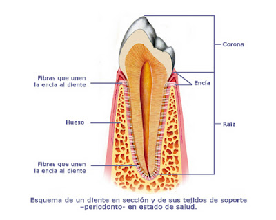 Embriologia Buco-dental: Periodonto