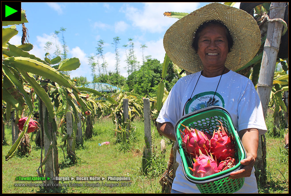[Burgos] Ilocos Norte Dragon Fruit Picking—First Time Stories ...