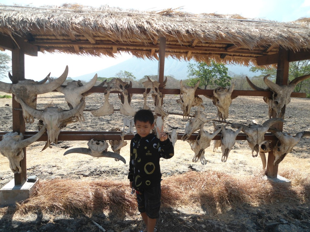 Discovery Banyuwangi: Wisata Alas Baluran Banyuwangi-Foto